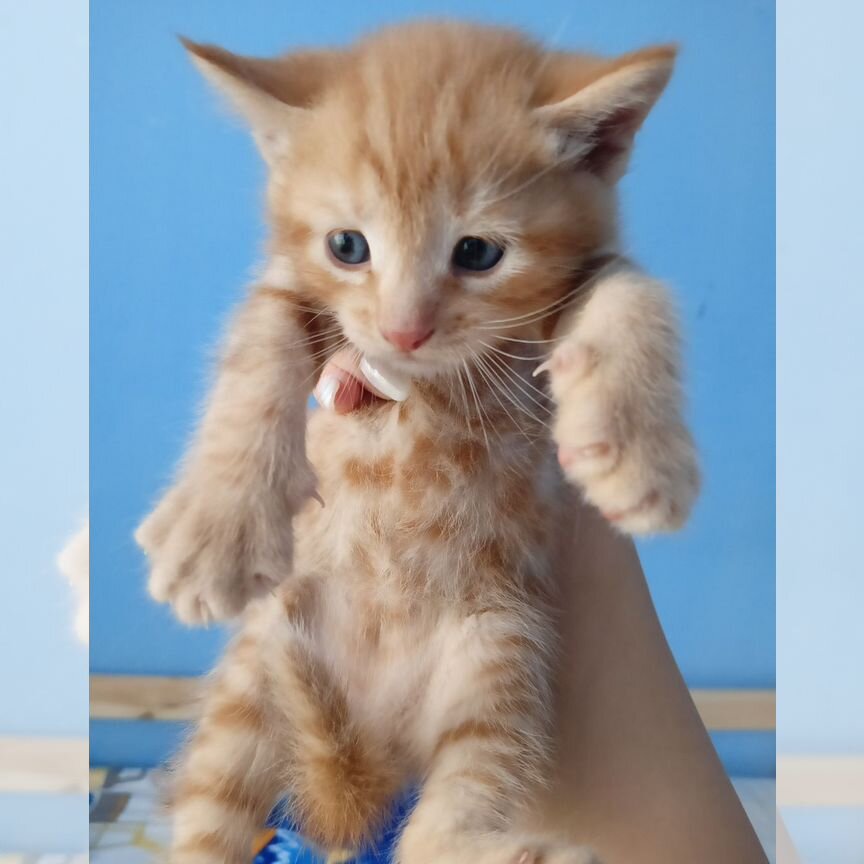 Отдам котенка кот