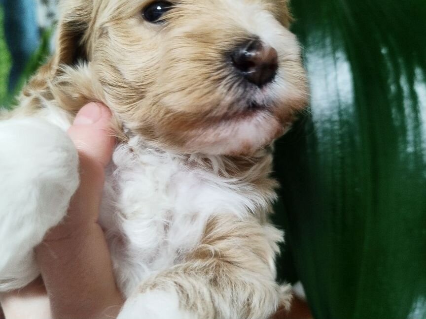 Мальтипу мальчики очаровашки