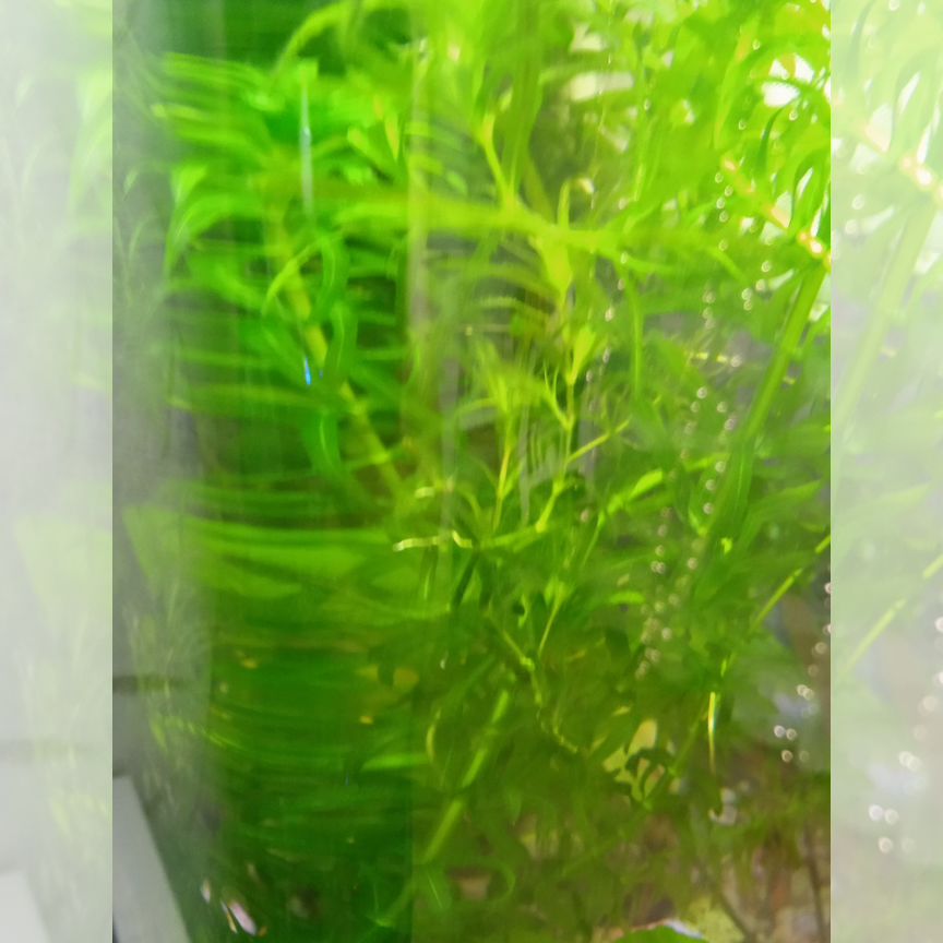 Аквариумные растения