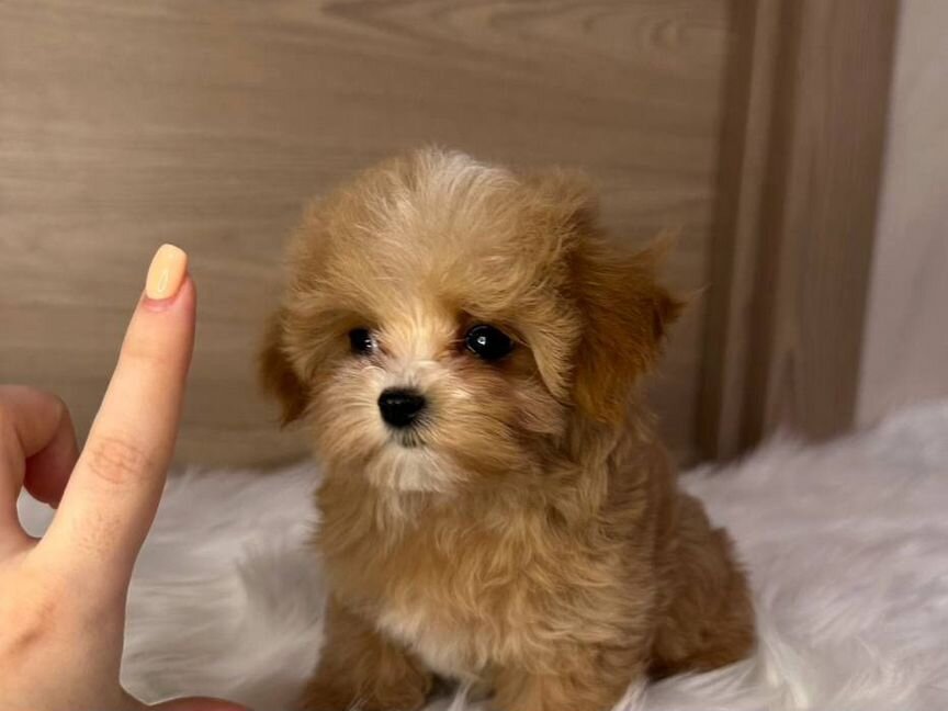 Мальтипу мини f 1 мальчик