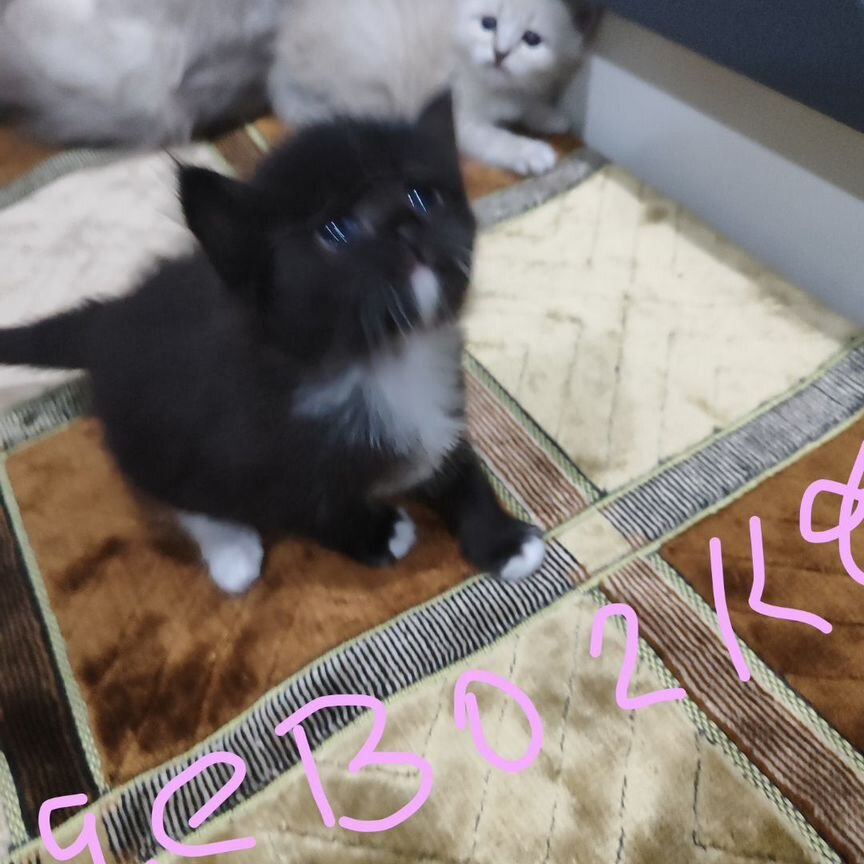 Котята в добрые руки