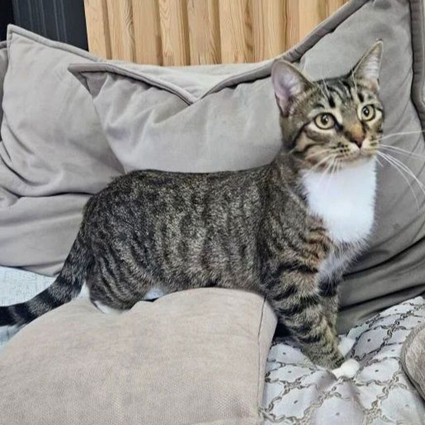 Взрослая, кошка в добрые руки