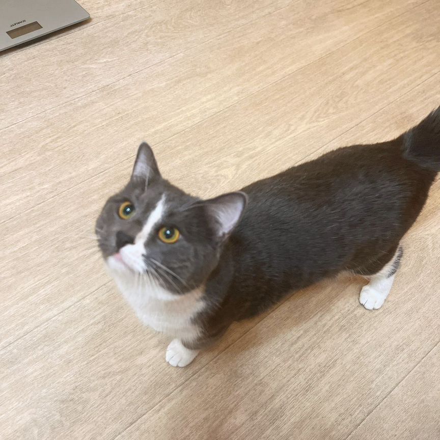 Кот 6 месяцев, мальчик