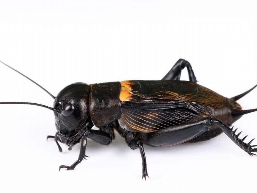 Двупятнистый сверчок (заморозка)