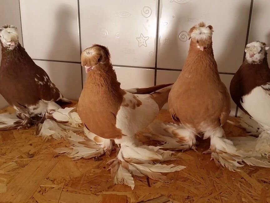 Продажа голубей