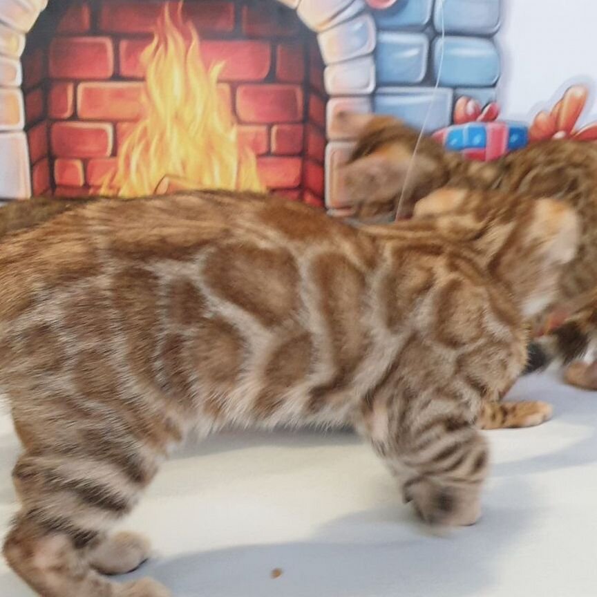 Котята бенгалята весёлые ребята