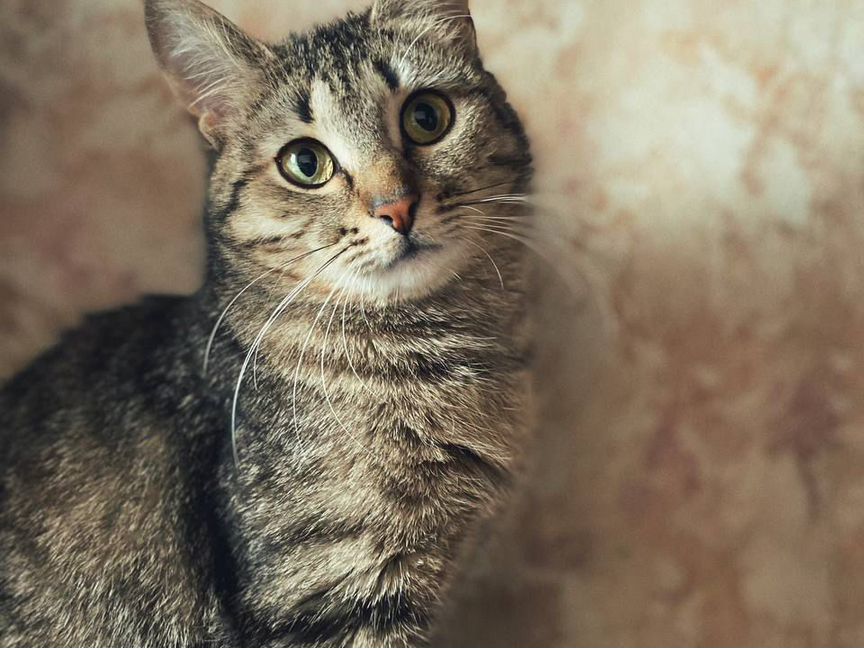 Милая котодевочка Вента ищет семью