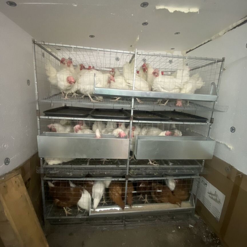 Куры несушки. Клетки для кур