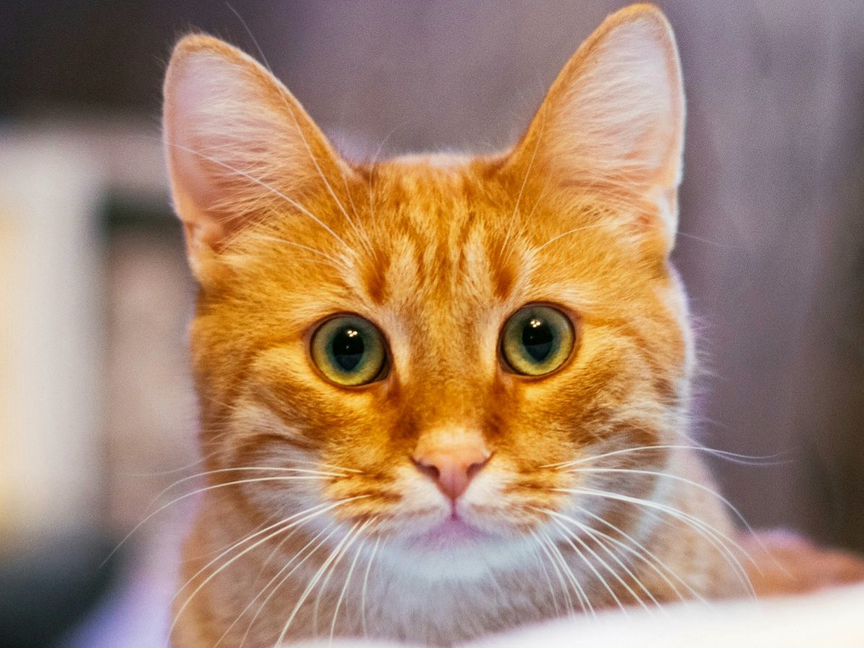 Солнечный котик Круз, около 10 месяцев