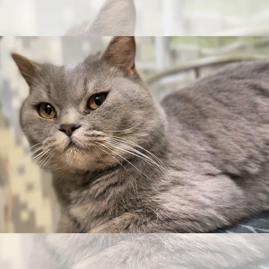 Британский короткошёрстный кот, взрослый