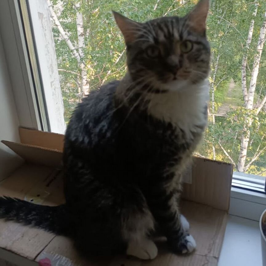 Кот