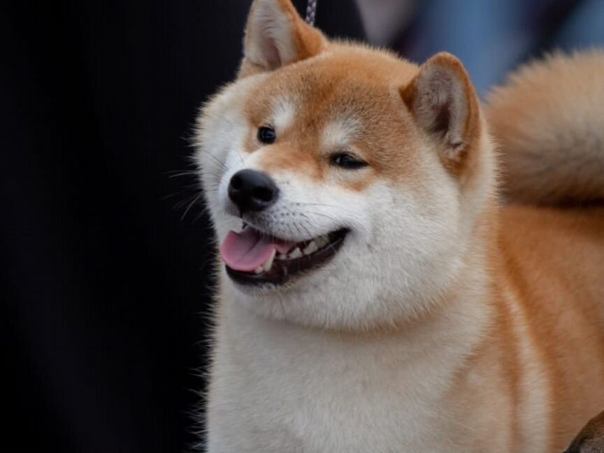 Сиба ину кобель 1,5 года