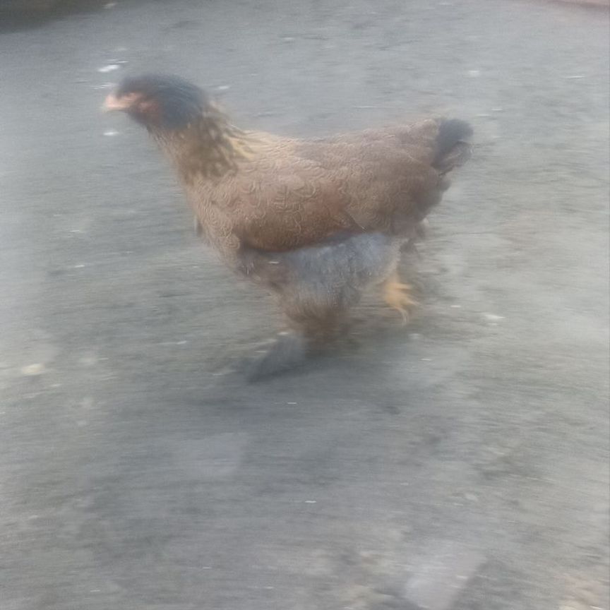 Куры домашние