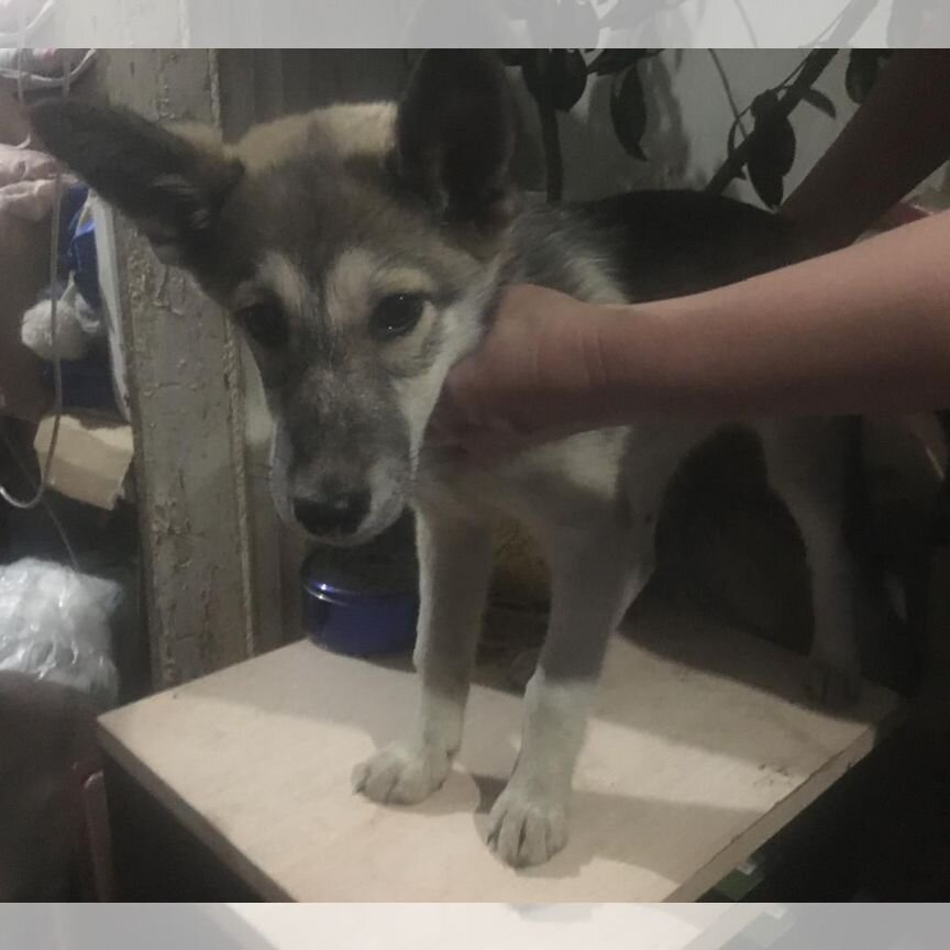 Сибирский хаски, щенок