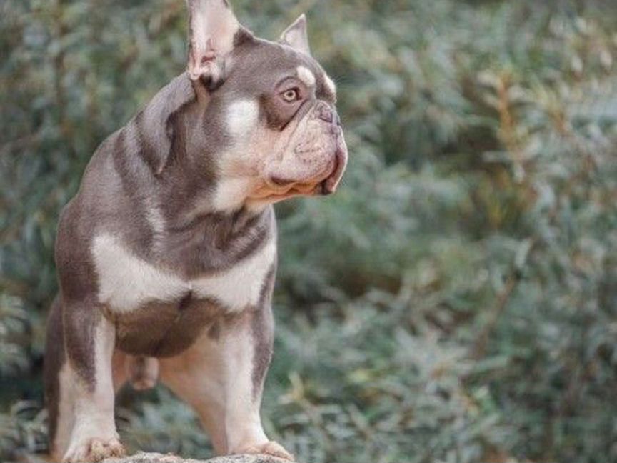 Лилово-подпалый Масклесс. Вязка