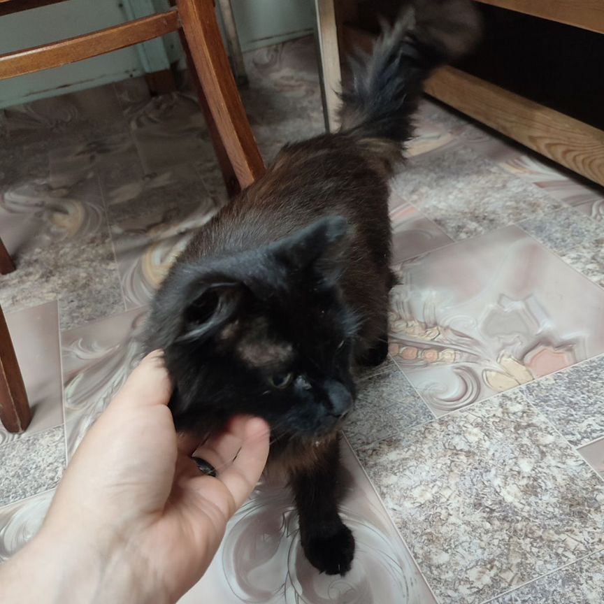 Кошка