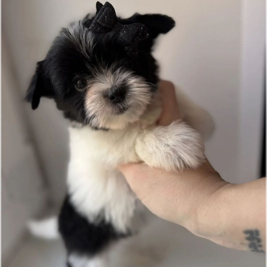 Йоркширский терьер, щенок