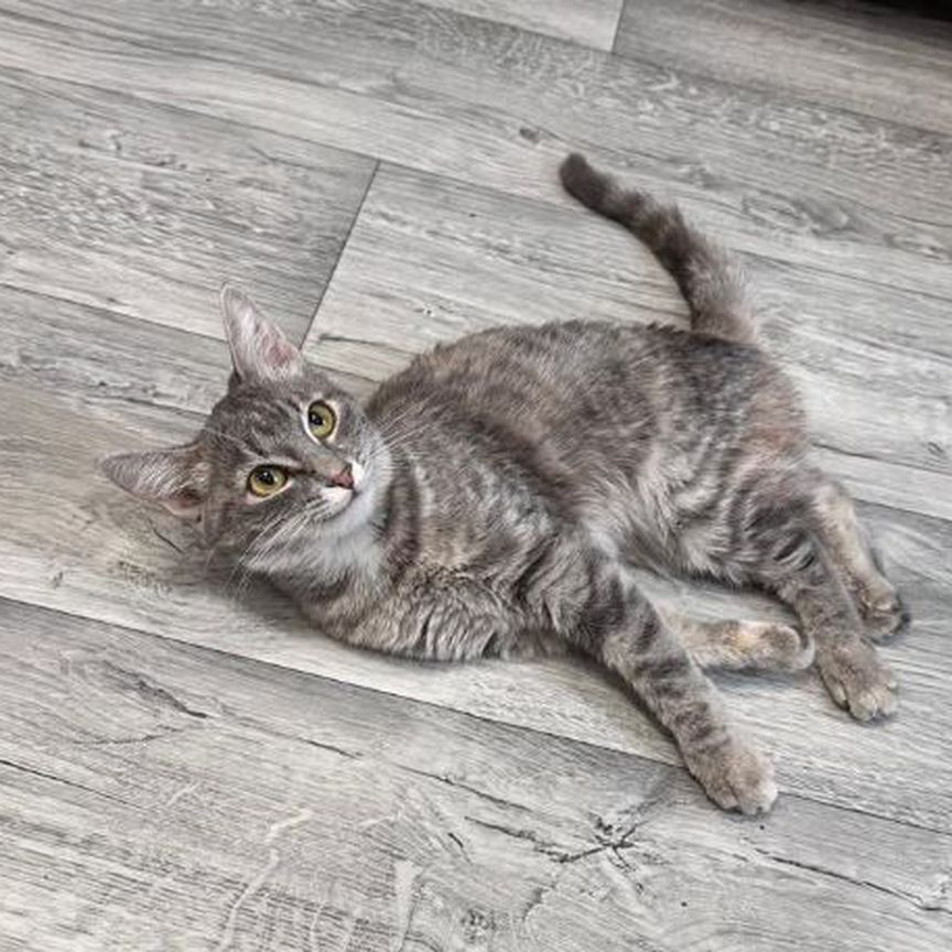 Улыбчивая милаха :)