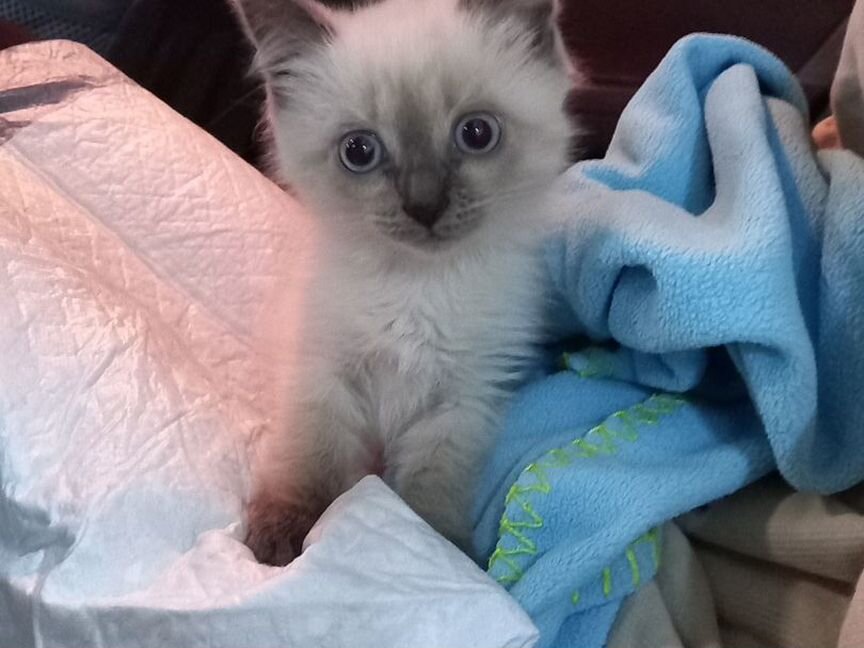 Сиамский котенок, девочка, с приданным