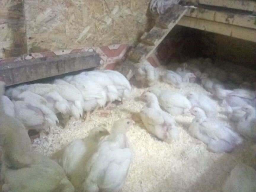 Помет домашней птицы в мешках