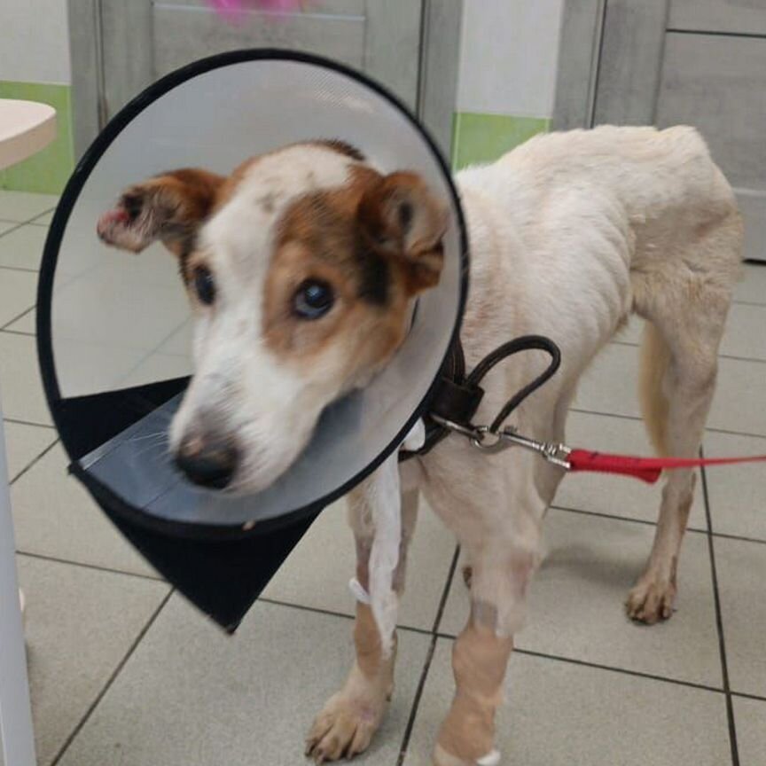 Взрослый пёс в добрые руки