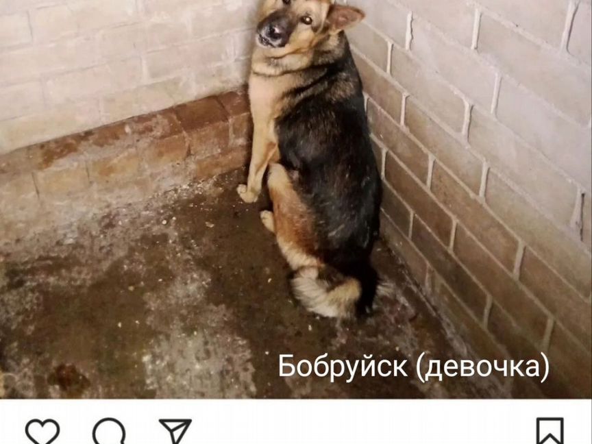Овчарка в усыпалке ищет дом
