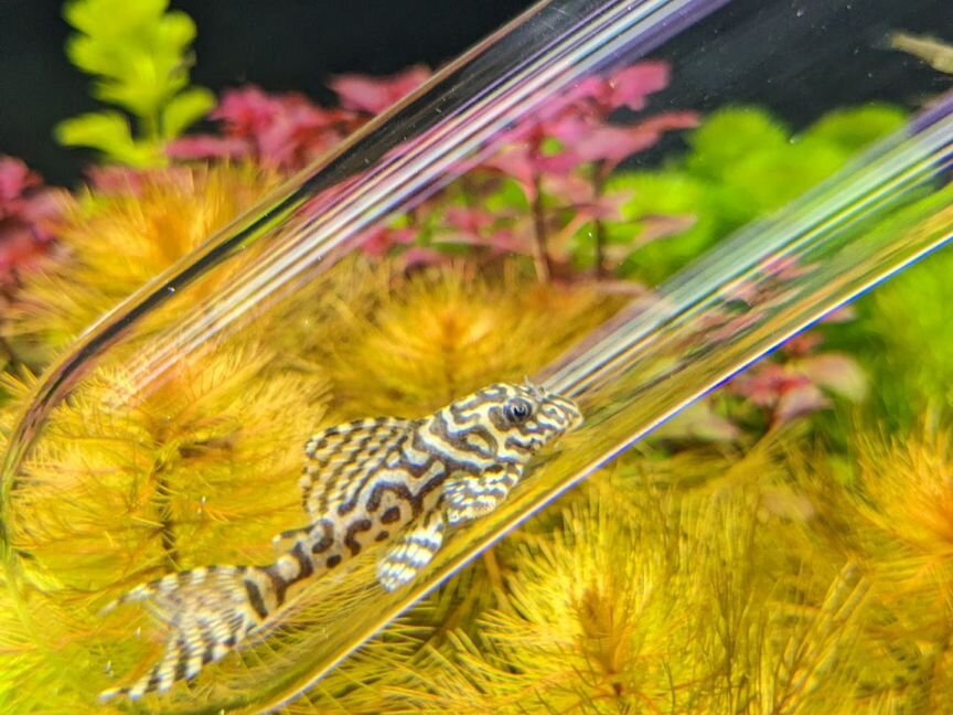 Номерной сом гипанциструс L287