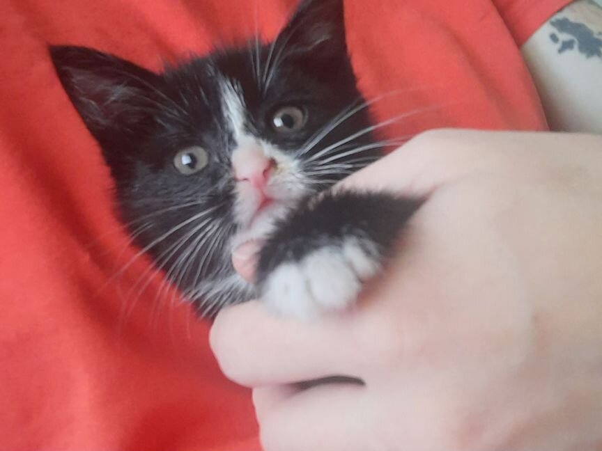 В добрые руки