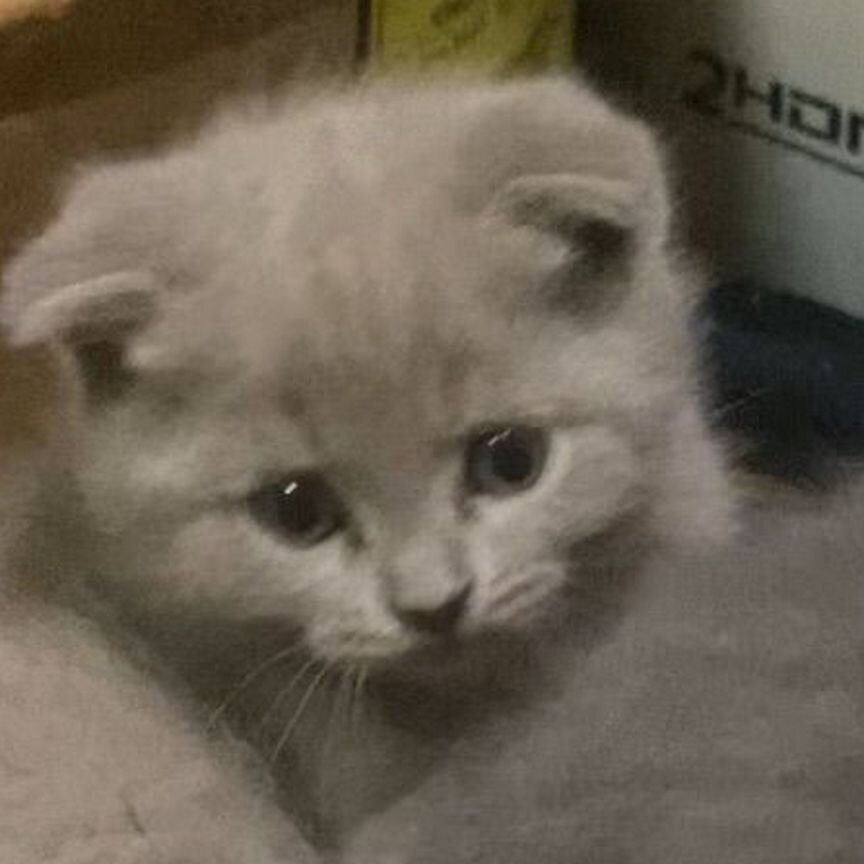 Шотландский вислоухий короткошёрстный котёнок
