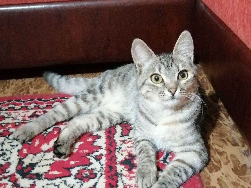 Котенок в добрые руки