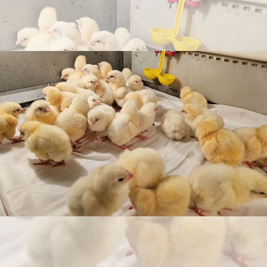 Цыплята бройлер Арбор