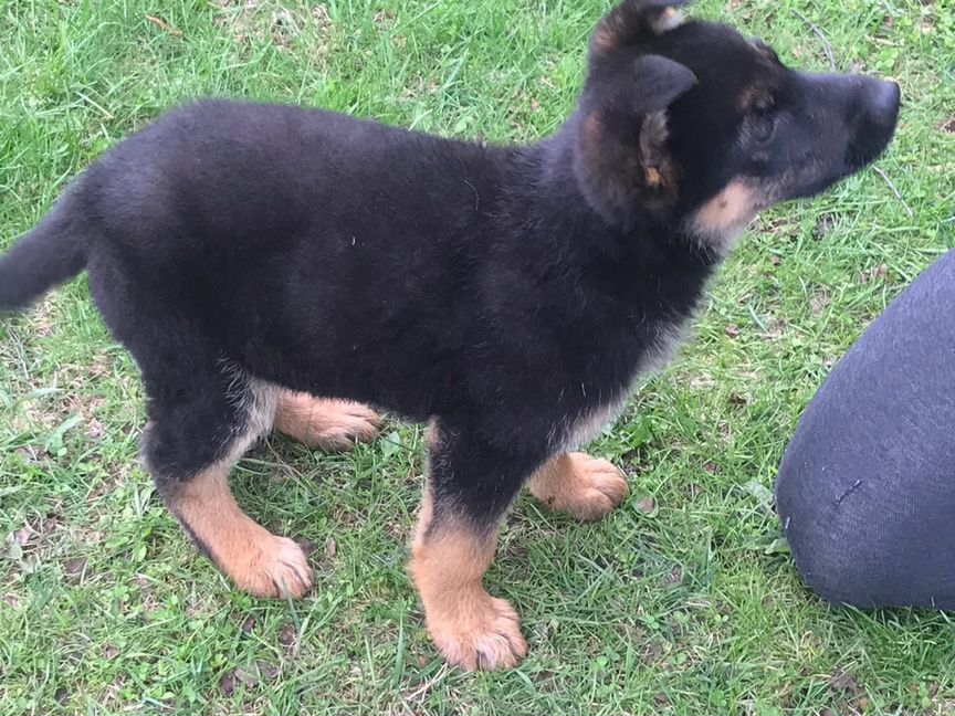 Щенок немецкой овчарки