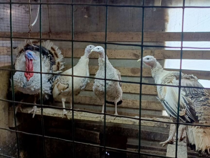 Индюки северокавказские и белые