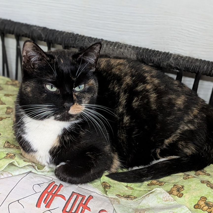 Взрослая, кошка в добрые руки