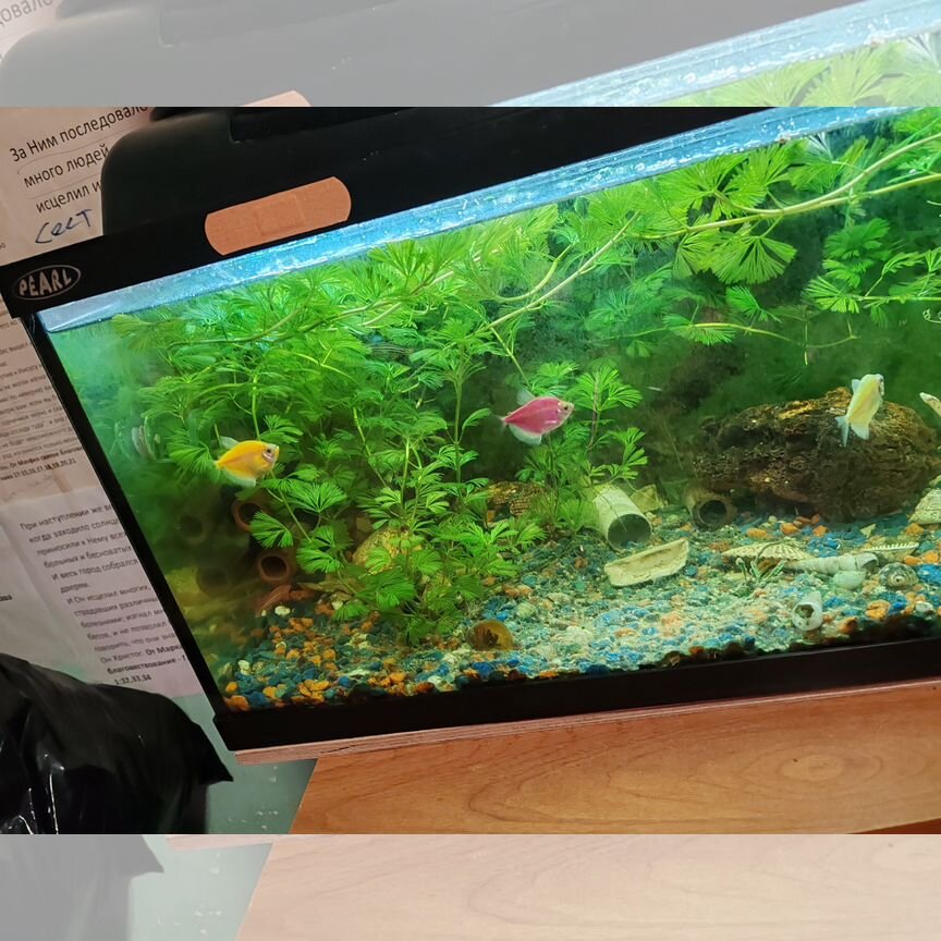 Водоросли для аквариума