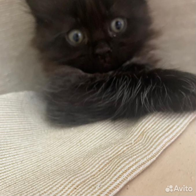 Черный котенок девочка в добрые руки, 1,5 мес