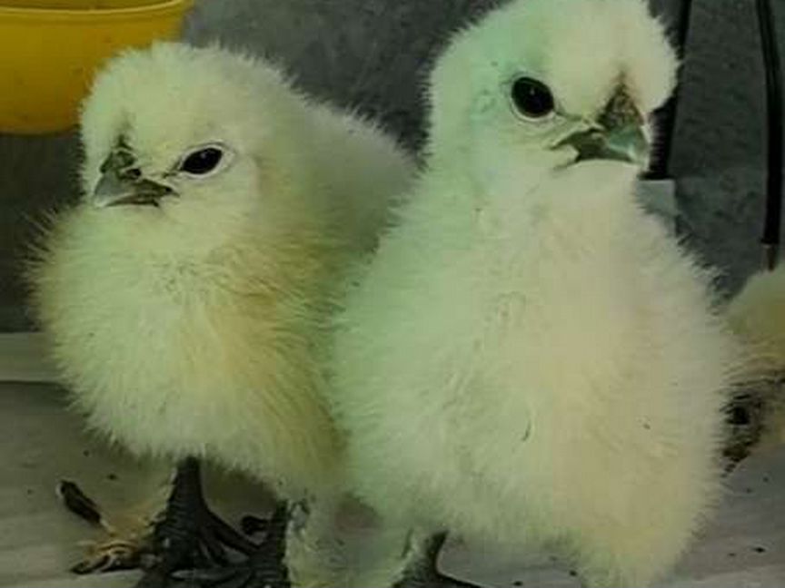 Цыплята китайские шёлковые, инкубационное яйцо