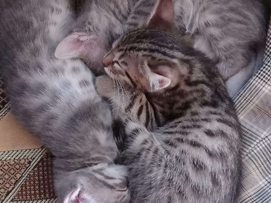 Котята,помесь бенгалов