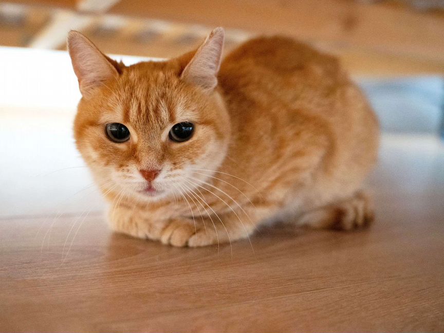 Кошка Рыжуля в добрые руки