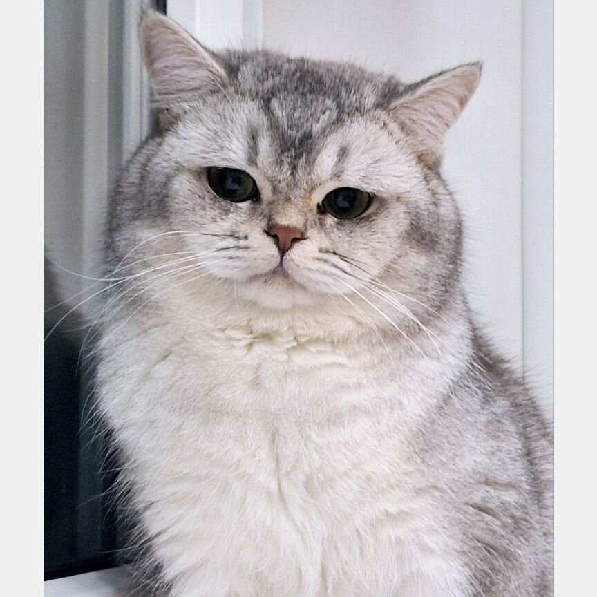 Британская шиншилла кот в разведение