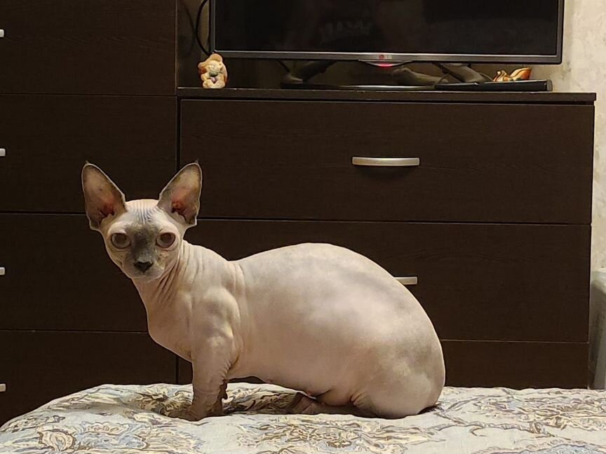 Бамбино кошка