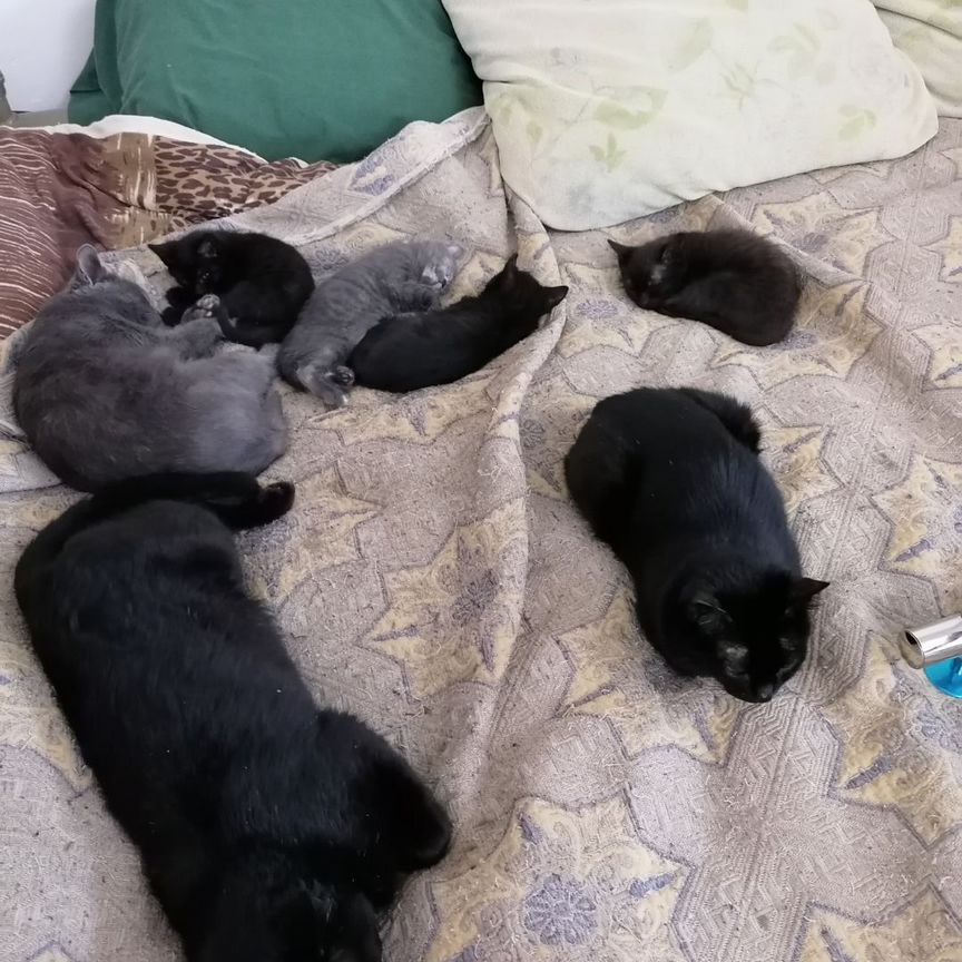 Продам котят