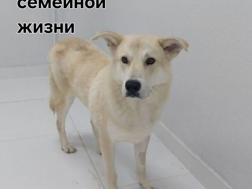 Собака в добрые руки отдам бесплатно