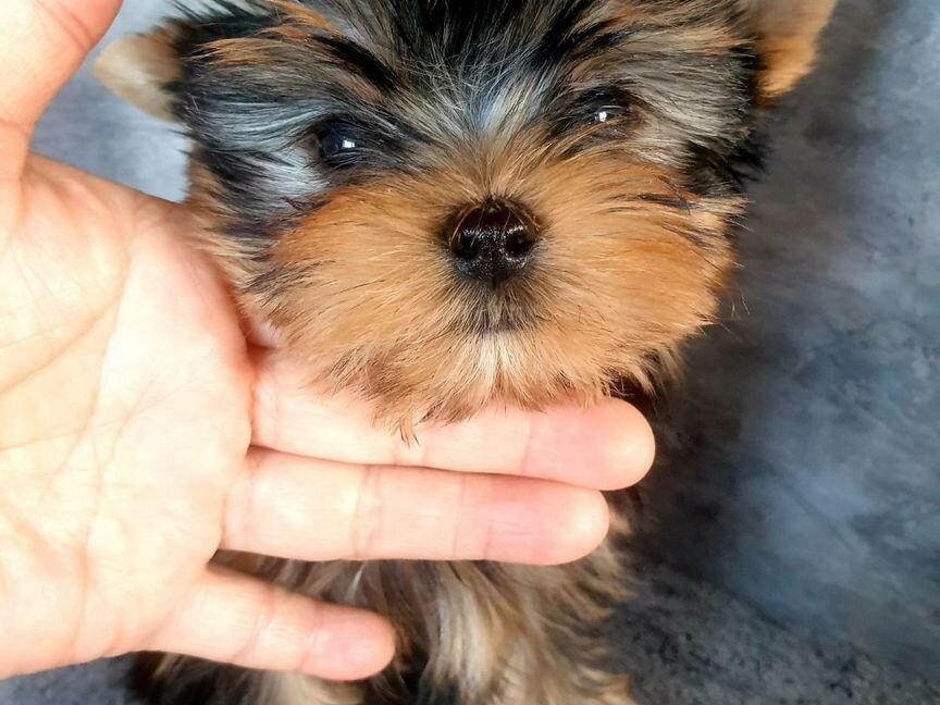Йоркширский терьер мини щенки девочки