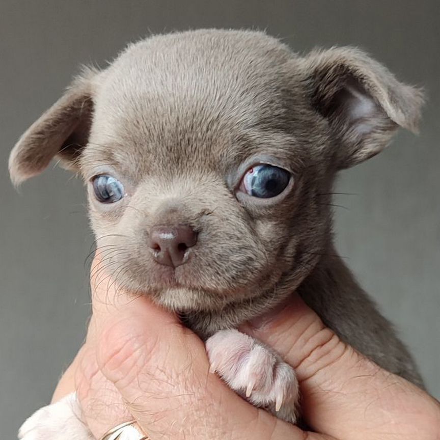 Мальчики чихуахуа