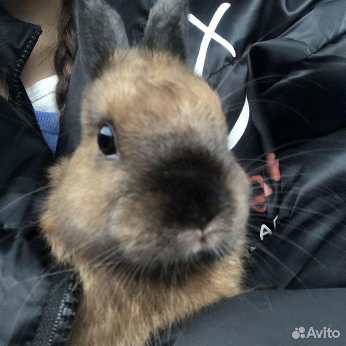 Отдам в хорошие руки крольчонка