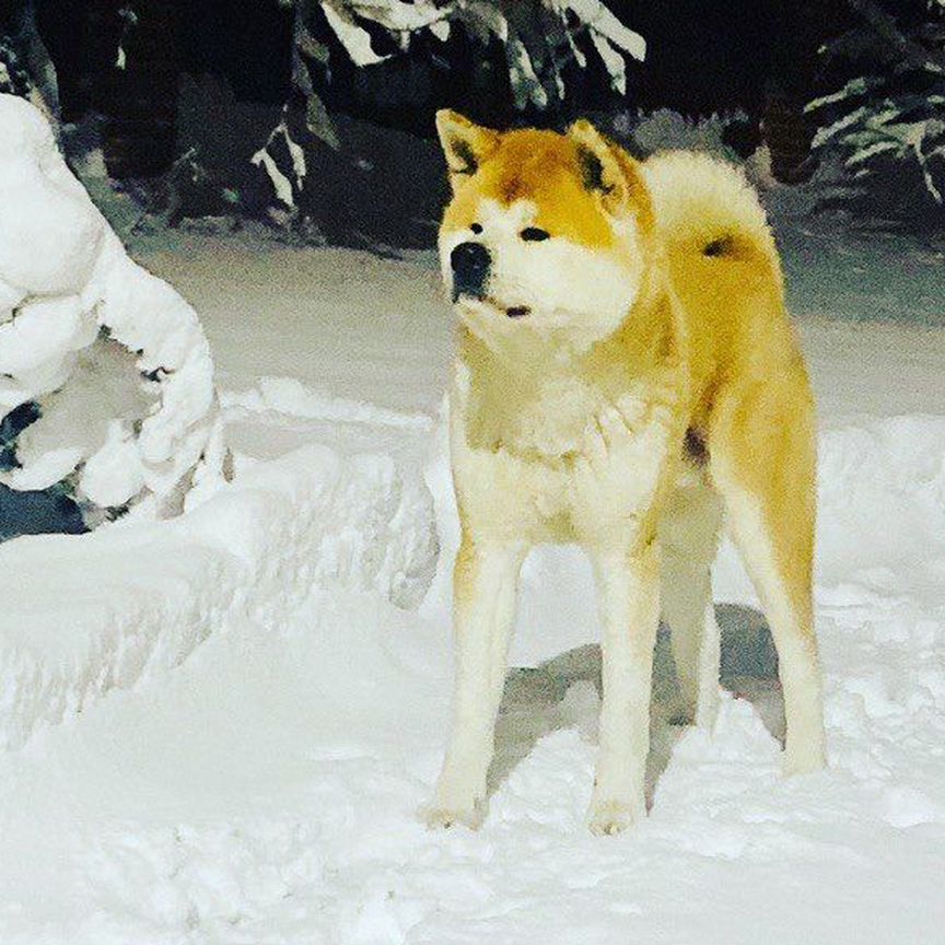 Вязка Акита-ину