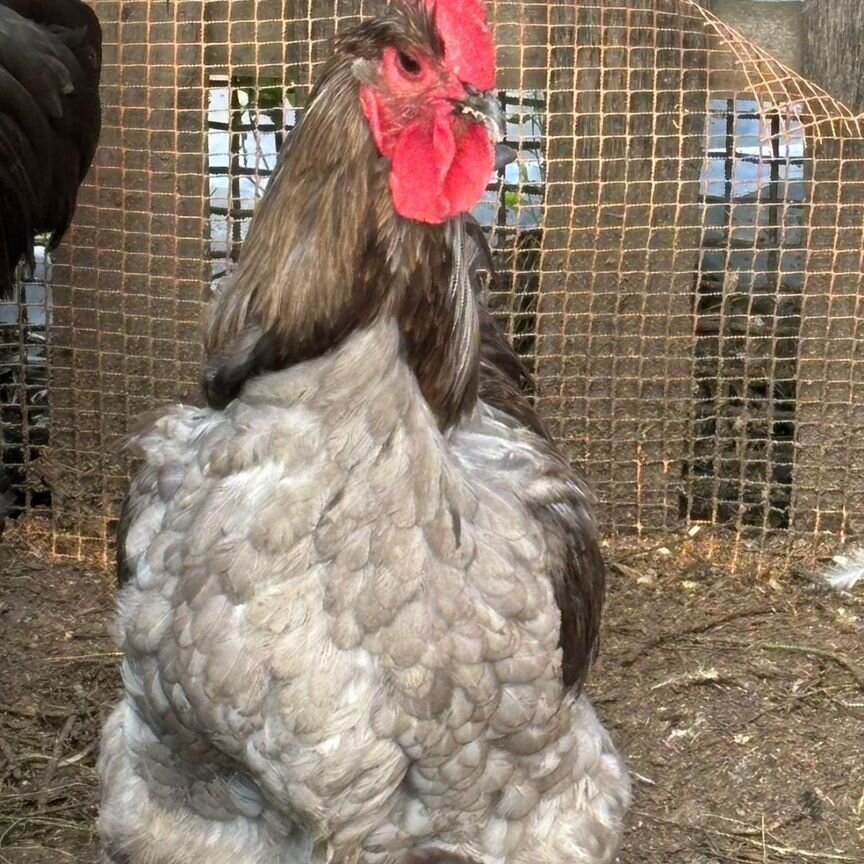 Петухи породистые