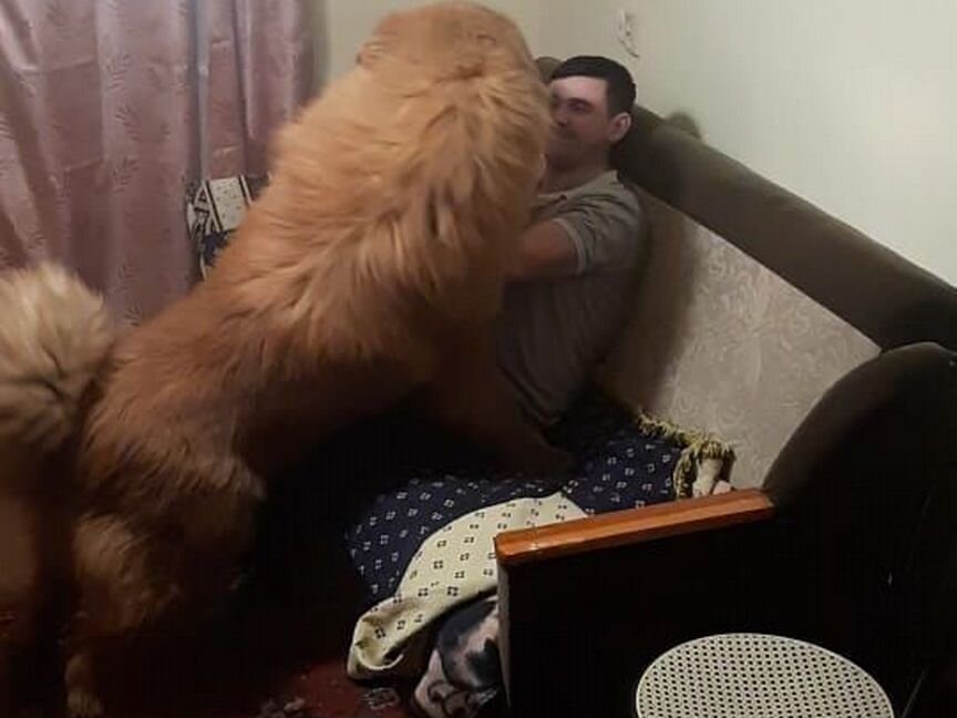 Собака тибетский мастиф