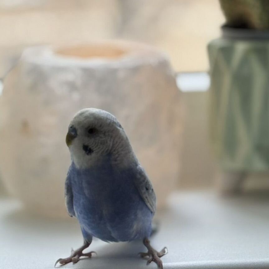 Волнистый попугай